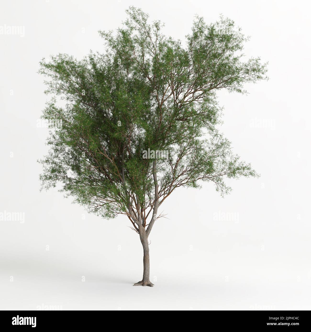 3d illustration of Prosopis chilensis tree isolated on white bachground ...