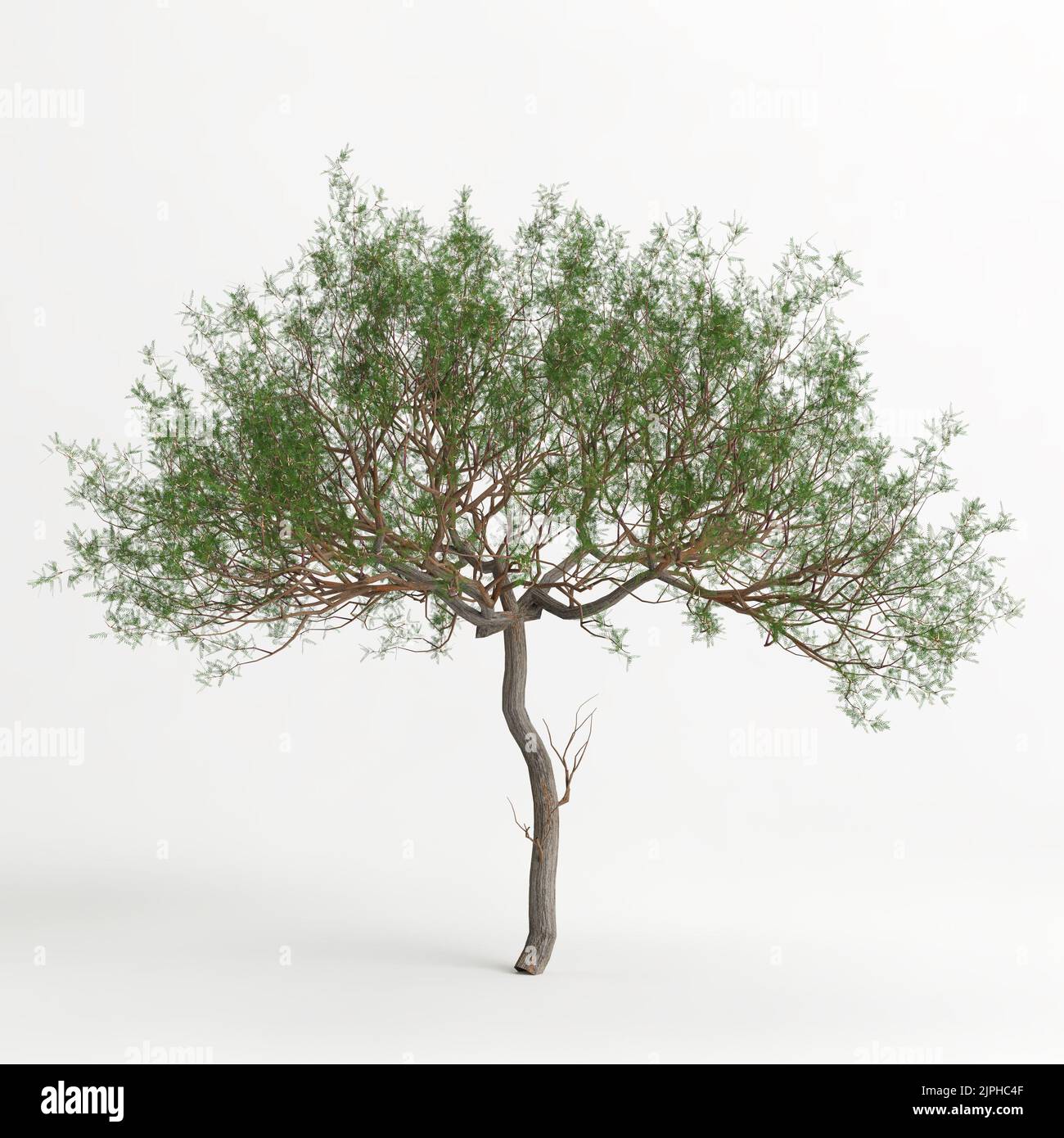 3d illustration of Prosopis chilensis tree isolated on white bachground ...