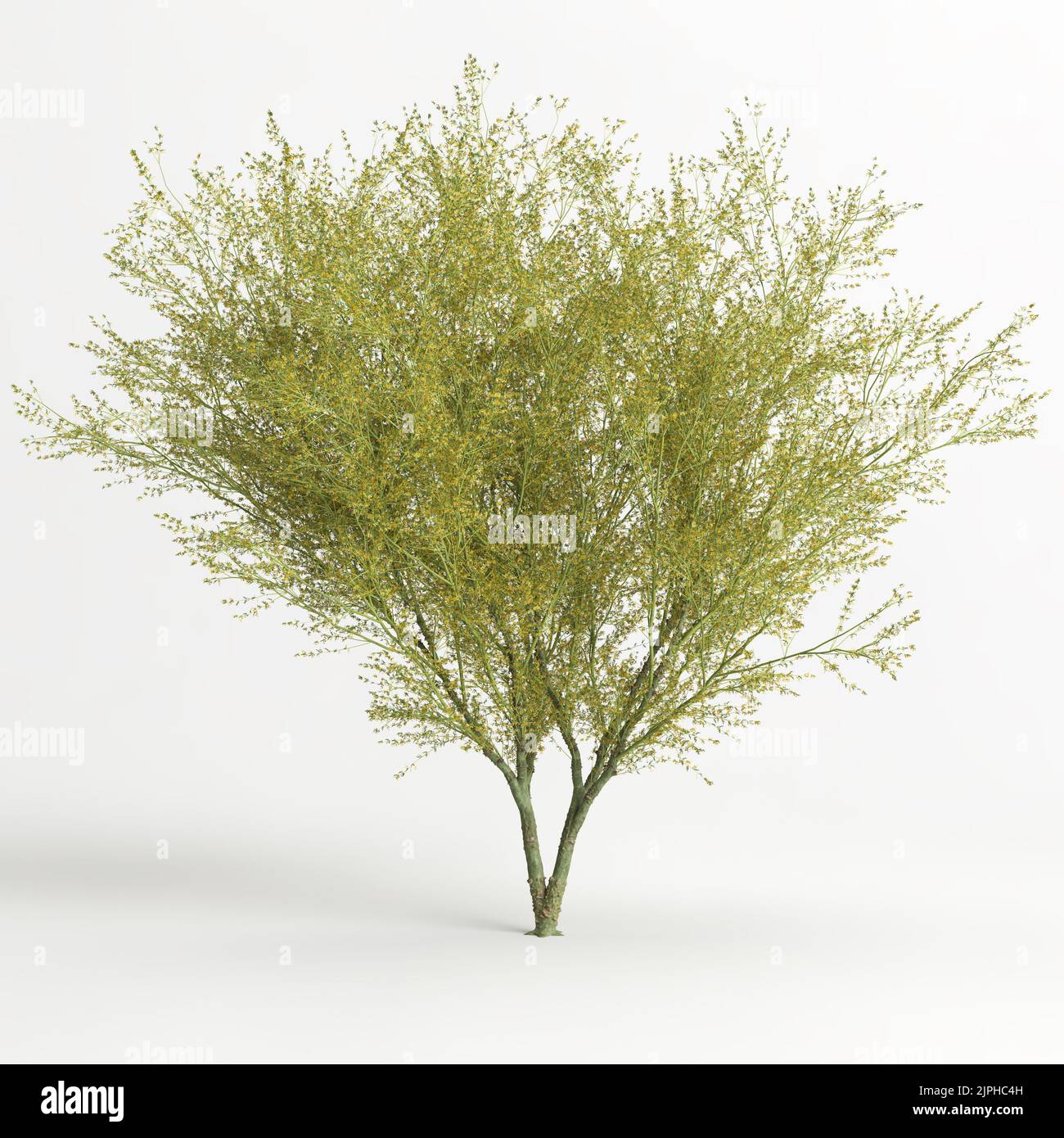 3d illustration of Parkinsonia florida tree isolated on white ...