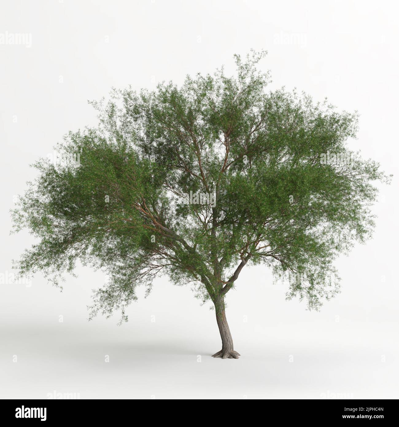 3d illustration of Prosopis chilensis tree isolated on white bachground ...