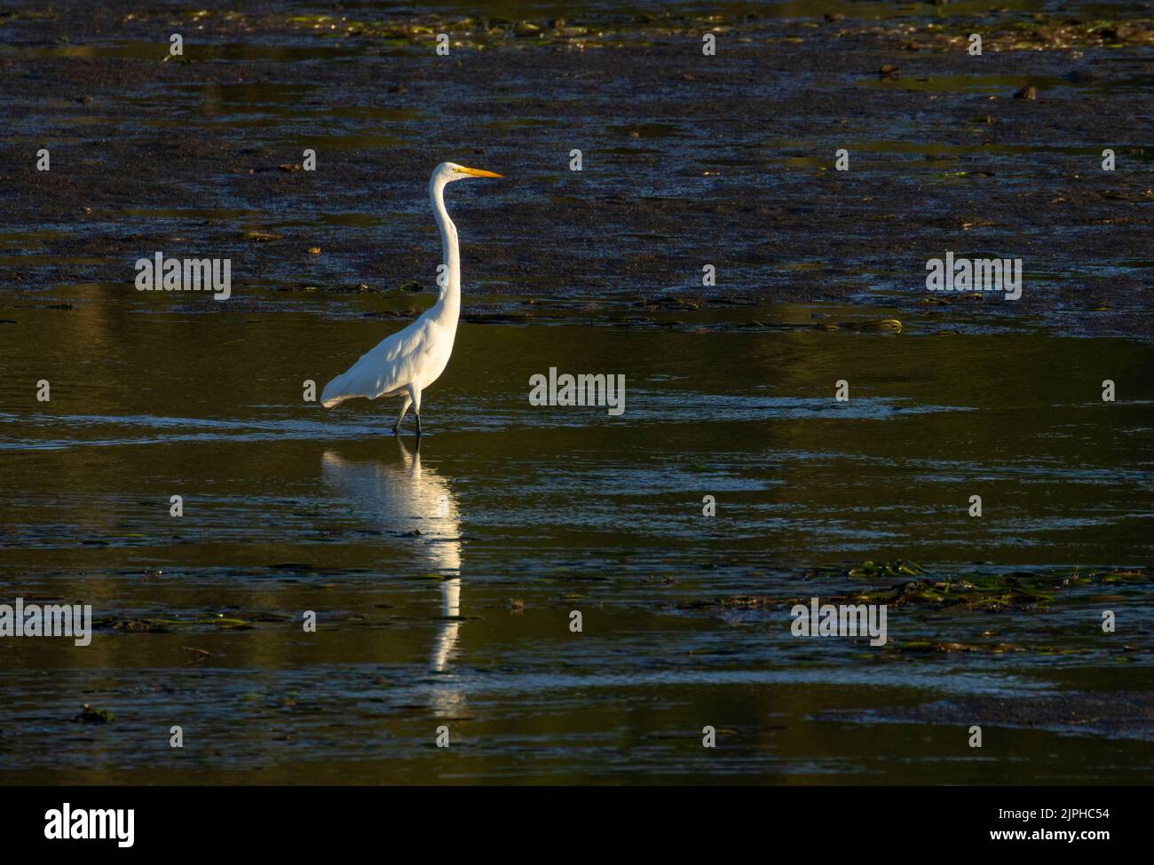Great egret (Ardea alba) at North Slough, Oregon Dunes National ...