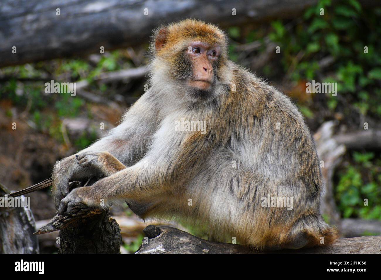 Barbary macaque monkey in Gibraltar with a cute face Stock Photo - Alamy