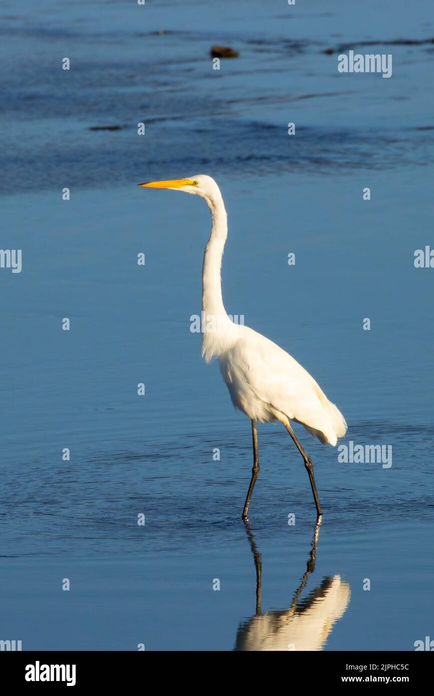 Great egret (Ardea alba) at North Slough, Oregon Dunes National ...