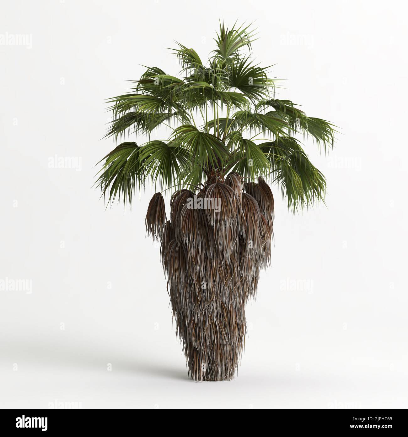 3d illustration of Washingtonia filifera tree isolated on white ...