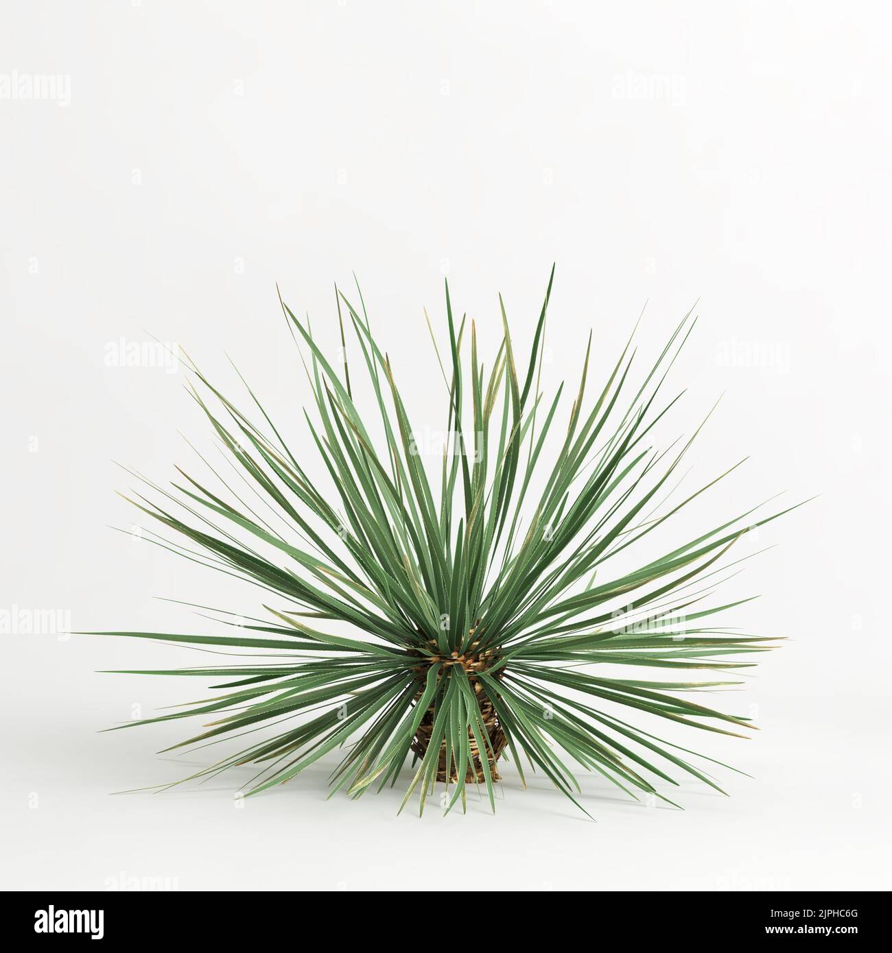 3d illustration of Dasylirion wheeleri tree isolated on white ...