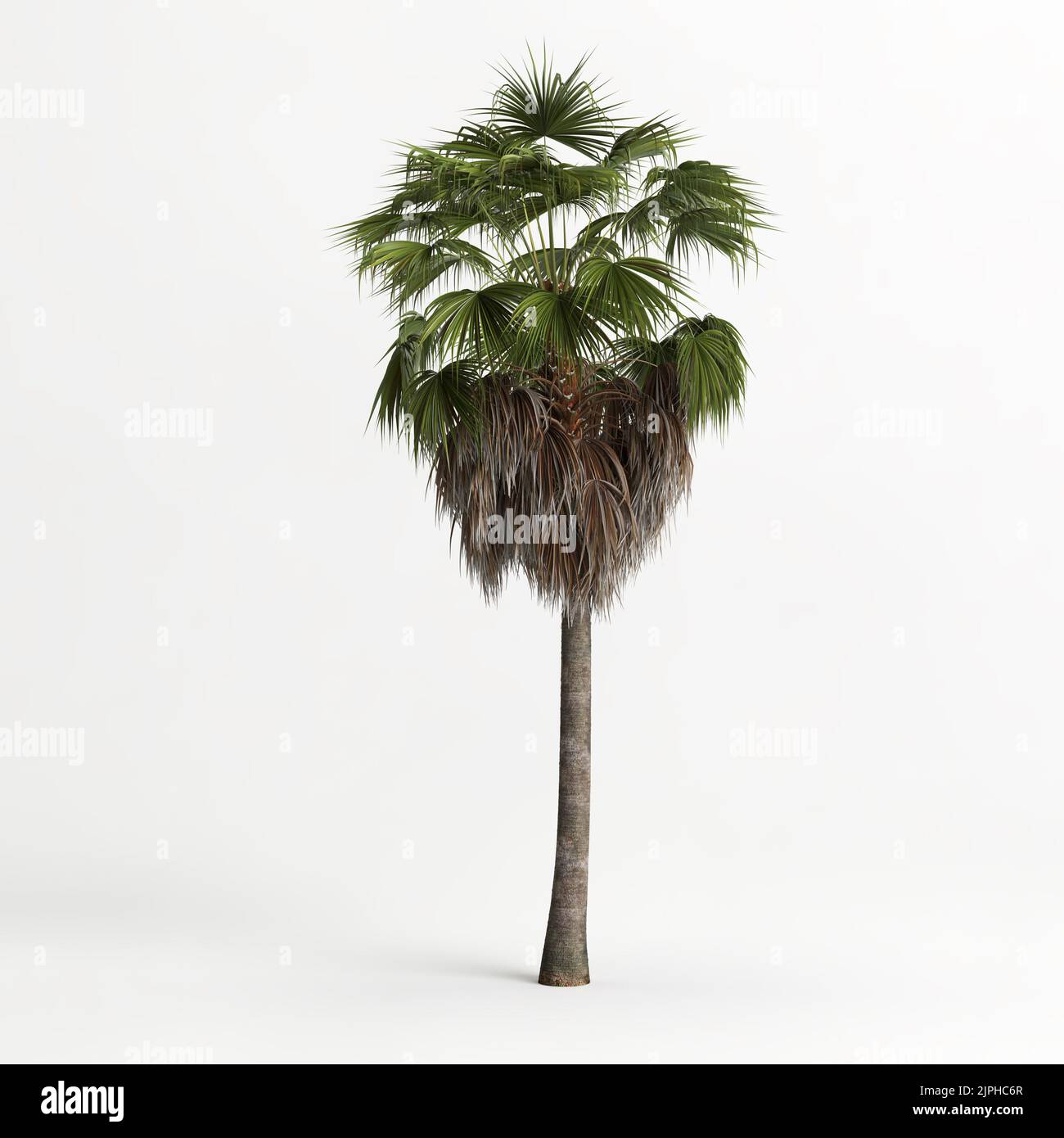 3d illustration of Washingtonia filifera tree isolated on white ...