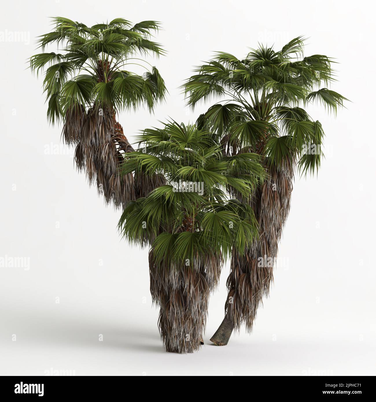 3d illustration of Washingtonia filifera tree isolated on white ...