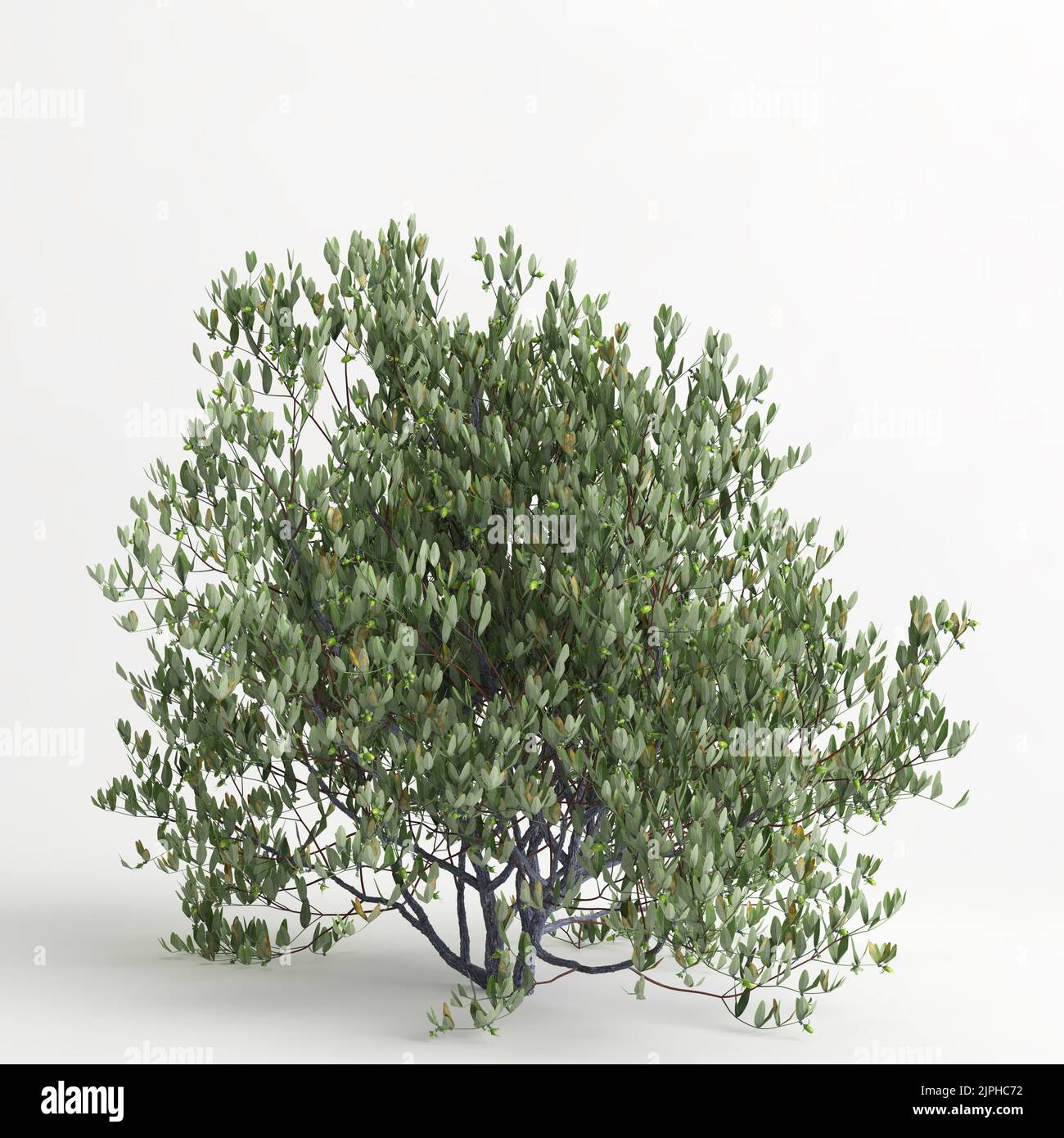 3d illustration of simmondsia chinensis tree isolated on white ...