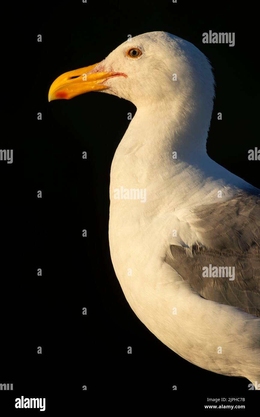 Western gull, Port of Siuslaw Marina, Florence, Oregon Stock Photo - Alamy