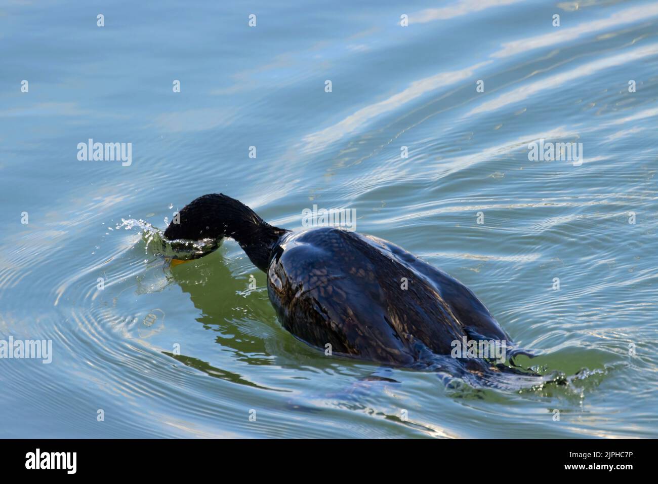 Double-crested Cormorant (Nannopterum auritum) diving, Port of Siuslaw ...
