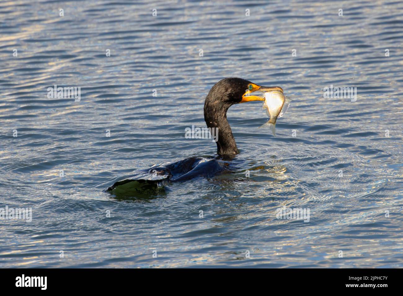Double-crested Cormorant (Nannopterum auritum) with fish, Port of ...