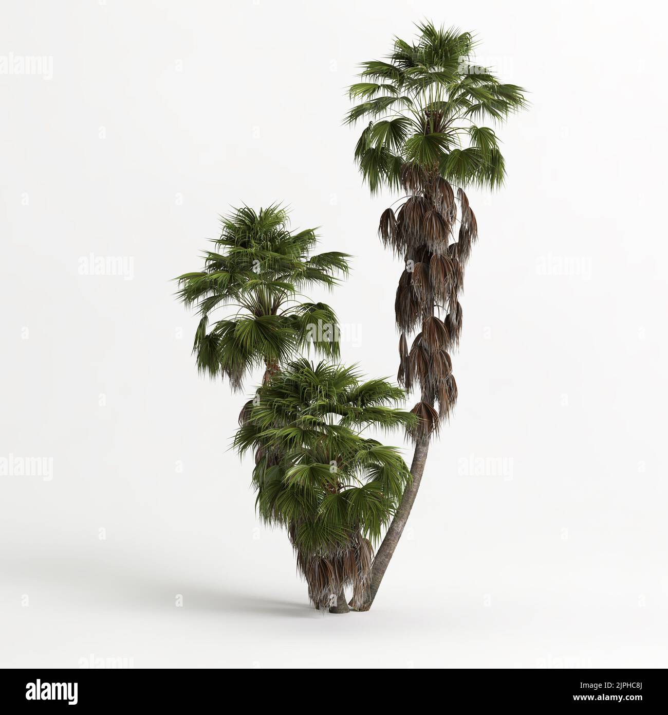 3d illustration of Washingtonia filifera tree isolated on white ...