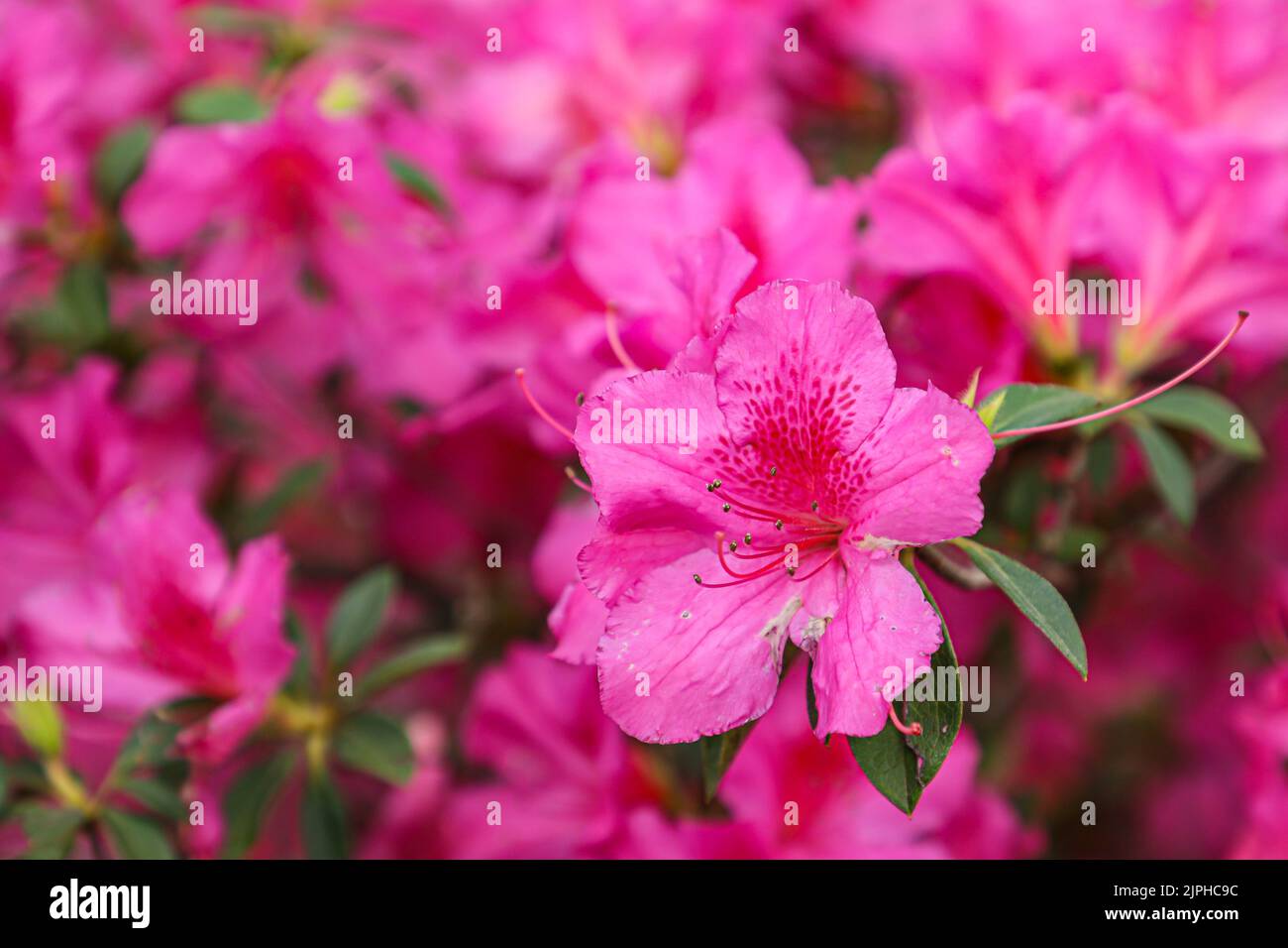Azalea flower in pink, with some spots on its leaves, in the background ...