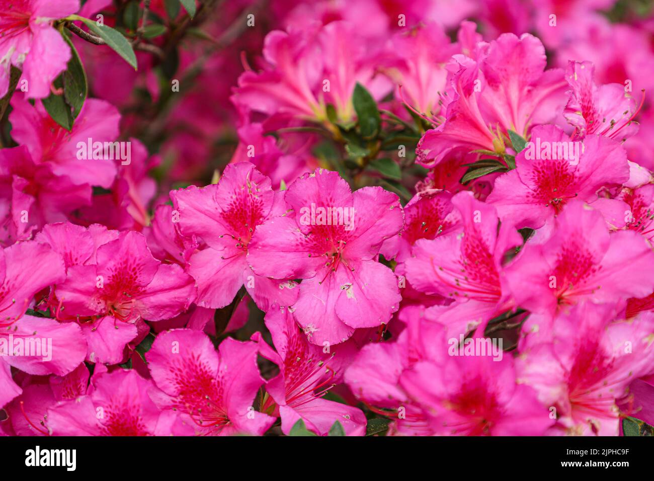 Azalea flower in pink, with some spots on its leaves, in the background ...