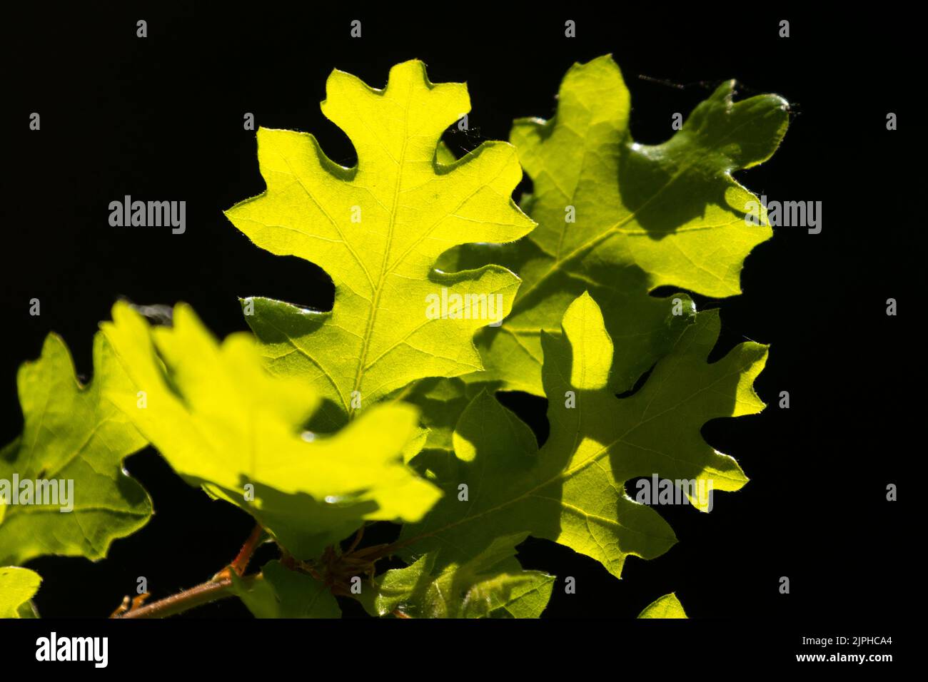 Oregon white oak (Quercus garryana), Snag Boat Bend Unit, William ...