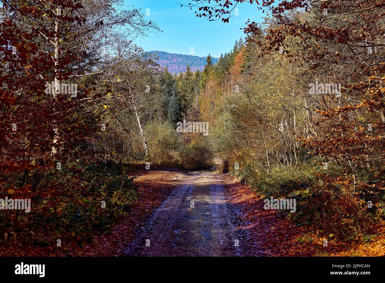 Mountain dirt country road in bright multi colored autumn colors in the ...