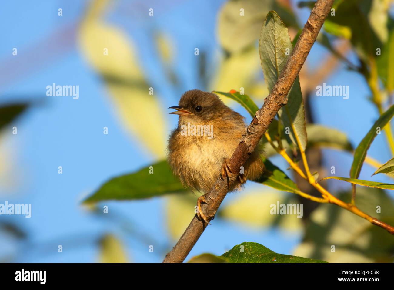 Riparian wren hi-res stock photography and images - Alamy