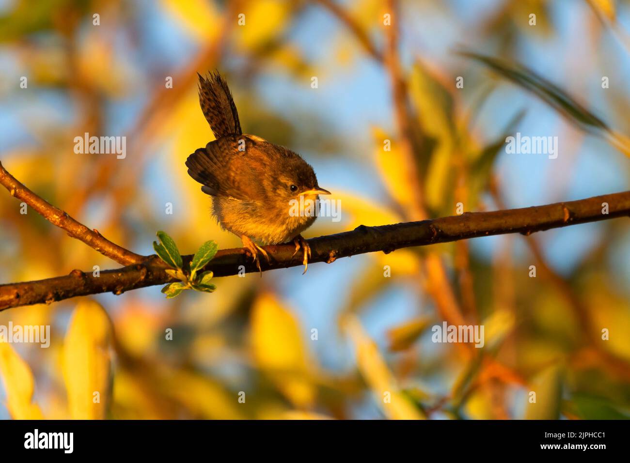 Fern ridge hi-res stock photography and images - Alamy