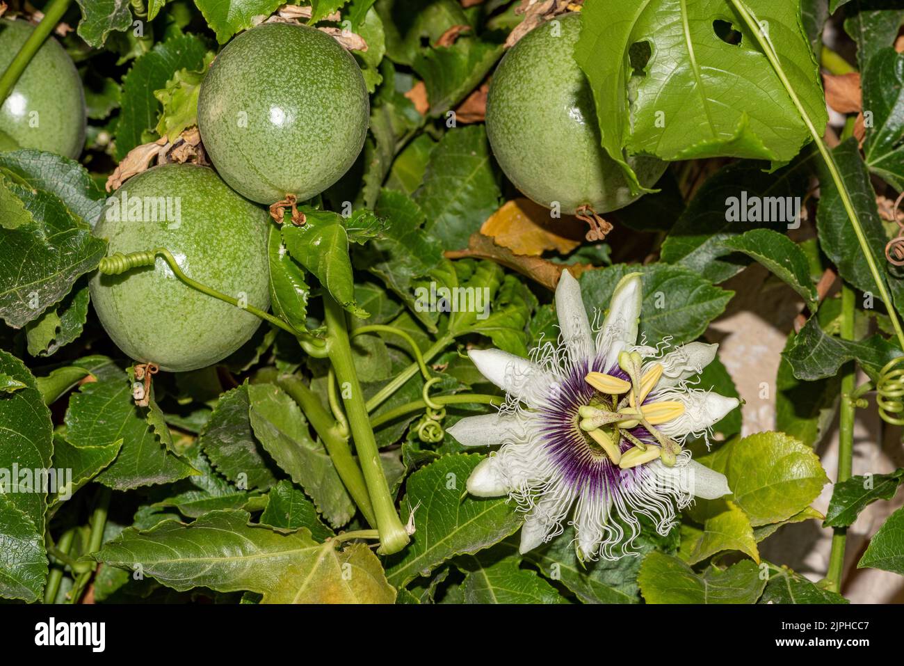 Close up passiflora. Passion Flower (Passiflora caerulea) leaf in ...