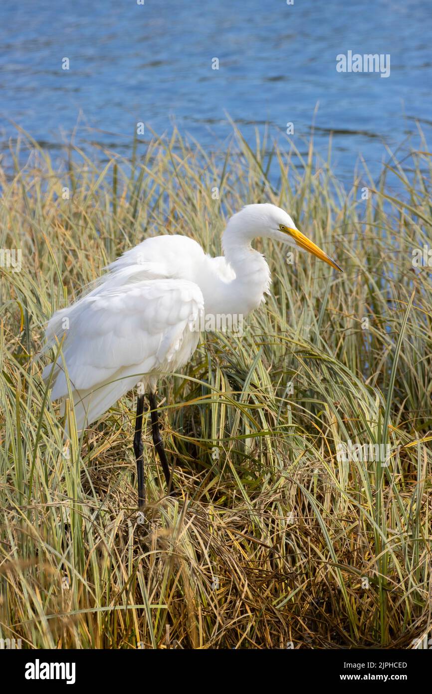 Great egret (Ardea alba), Port of Siuslaw Marina, Florence, Oregon ...
