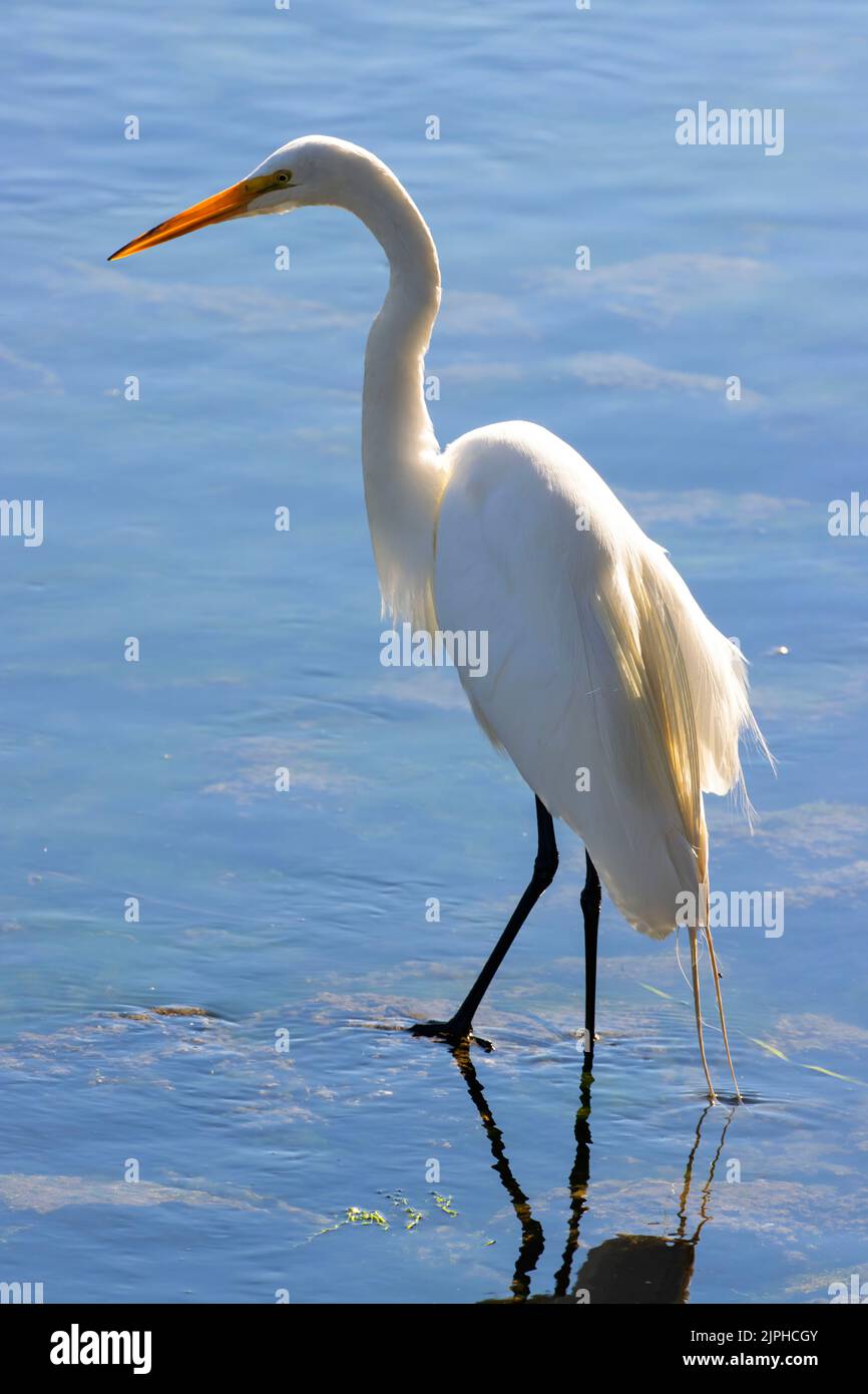 Great egret (Ardea alba), Port of Siuslaw Marina, Florence, Oregon ...