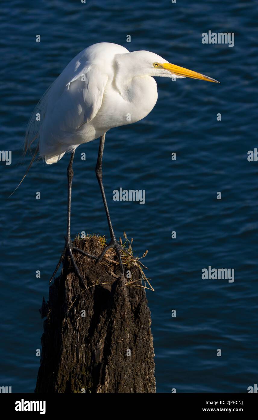 Great egret (Ardea alba), Port of Siuslaw Marina, Florence, Oregon ...