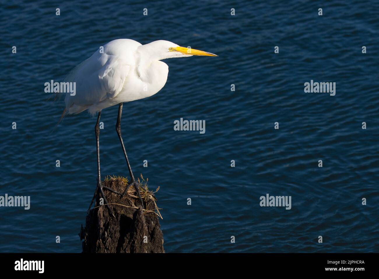 Great egret (Ardea alba), Port of Siuslaw Marina, Florence, Oregon ...