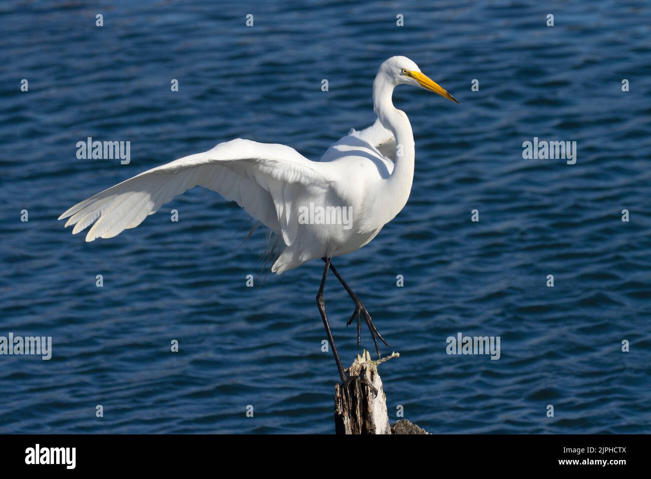 Great egret (Ardea alba), Port of Siuslaw Marina, Florence, Oregon ...