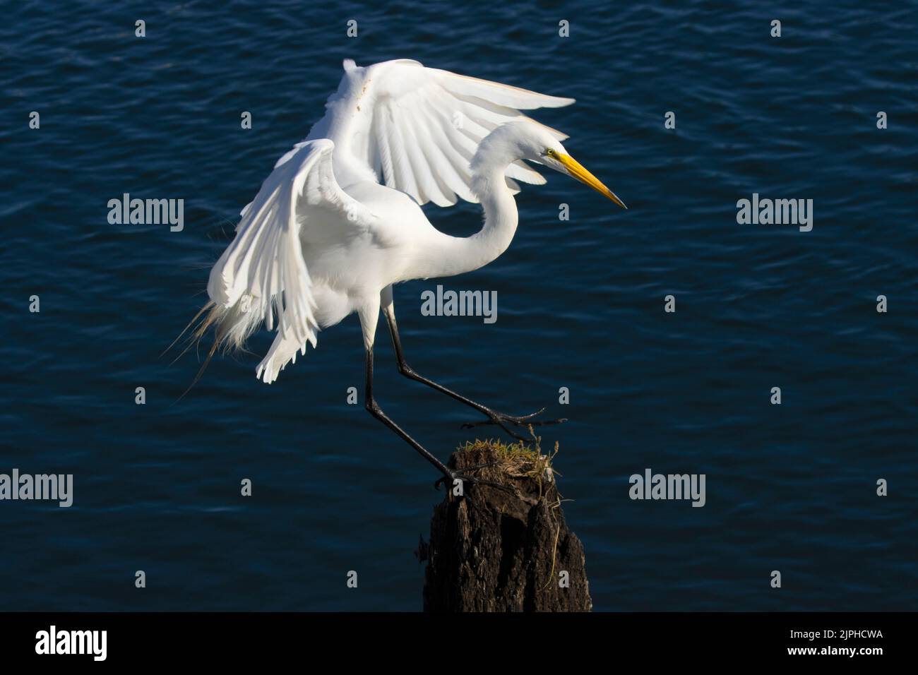 Great egret (Ardea alba), Port of Siuslaw Marina, Florence, Oregon ...