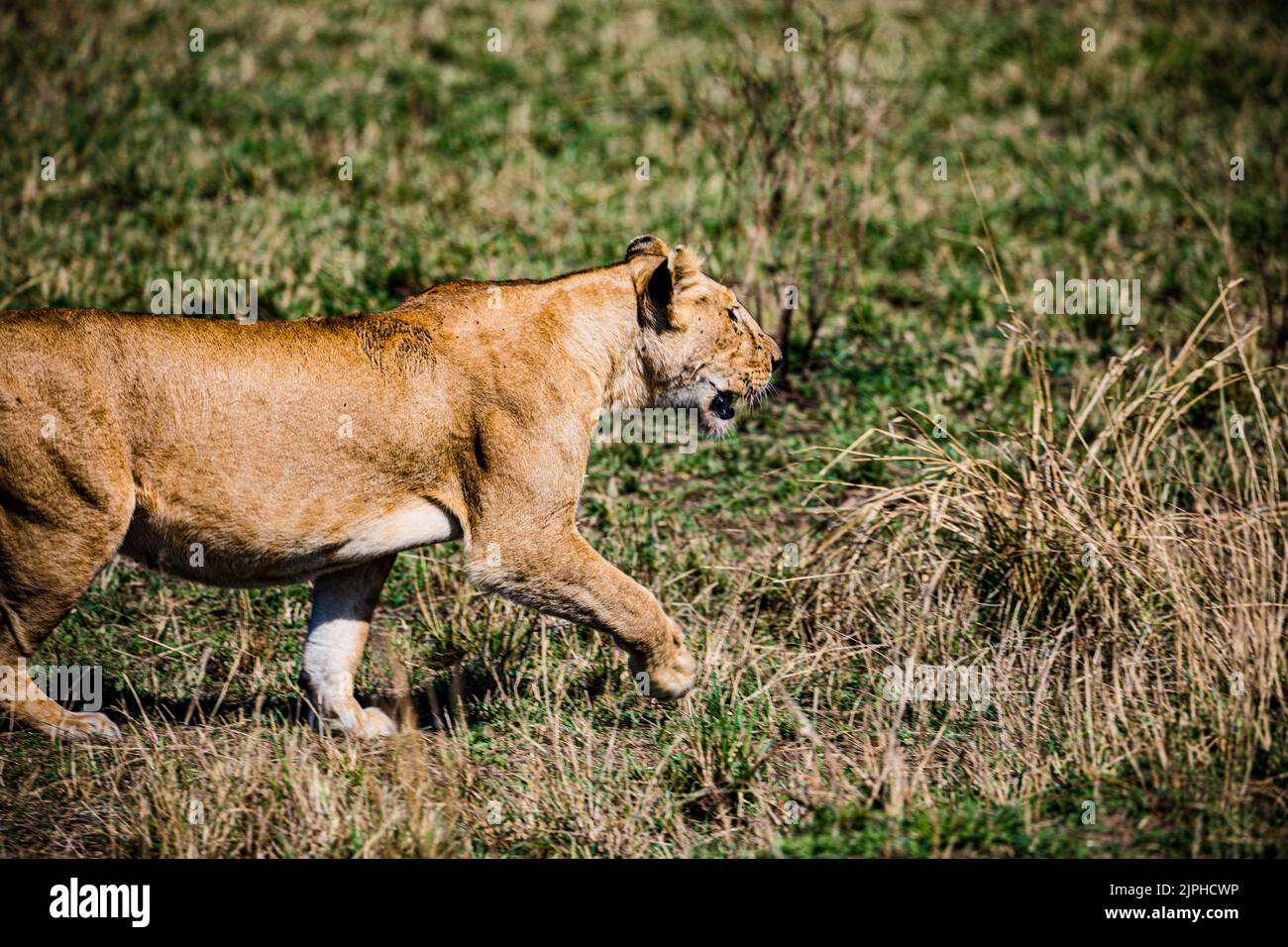 lion is a large cat of the genus Panthera, native to Africa and India ...
