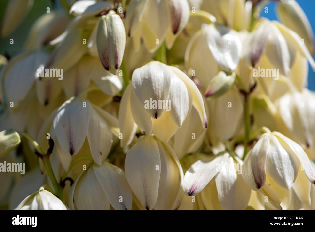 Yucca gigantea (Yucca elephantipes, Yucca guatemalensis) is a yucca ...