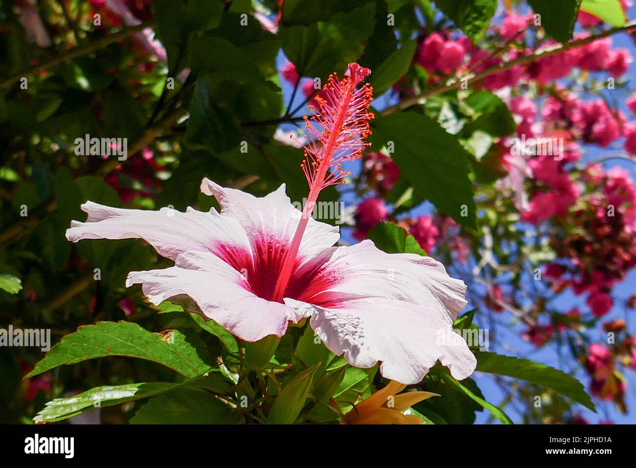 Big pink flower hi-res stock photography and images - Alamy