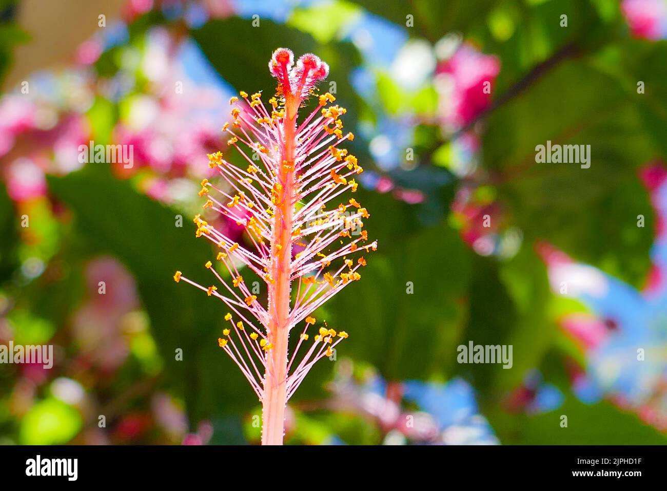 A single pink flower Stock Photo - Alamy