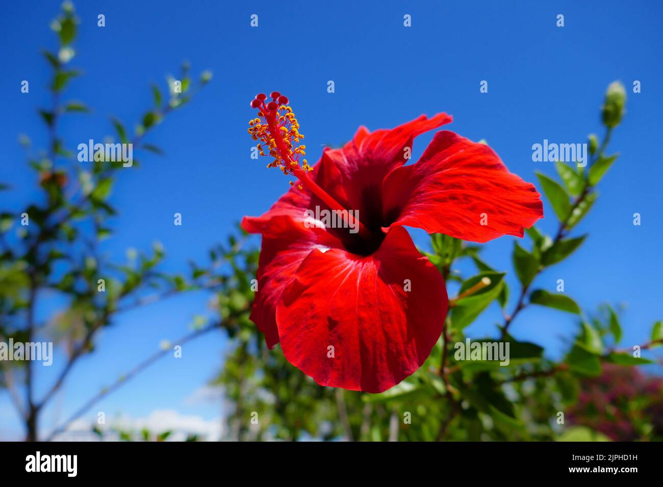 A single big red flower Stock Photo - Alamy