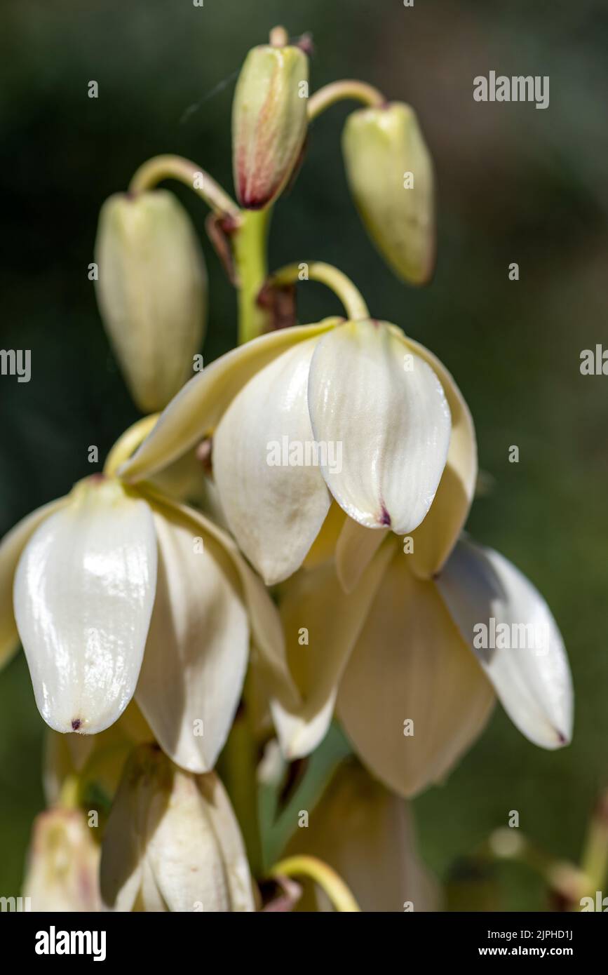 Yucca gigantea (Yucca elephantipes, Yucca guatemalensis) is a yucca ...