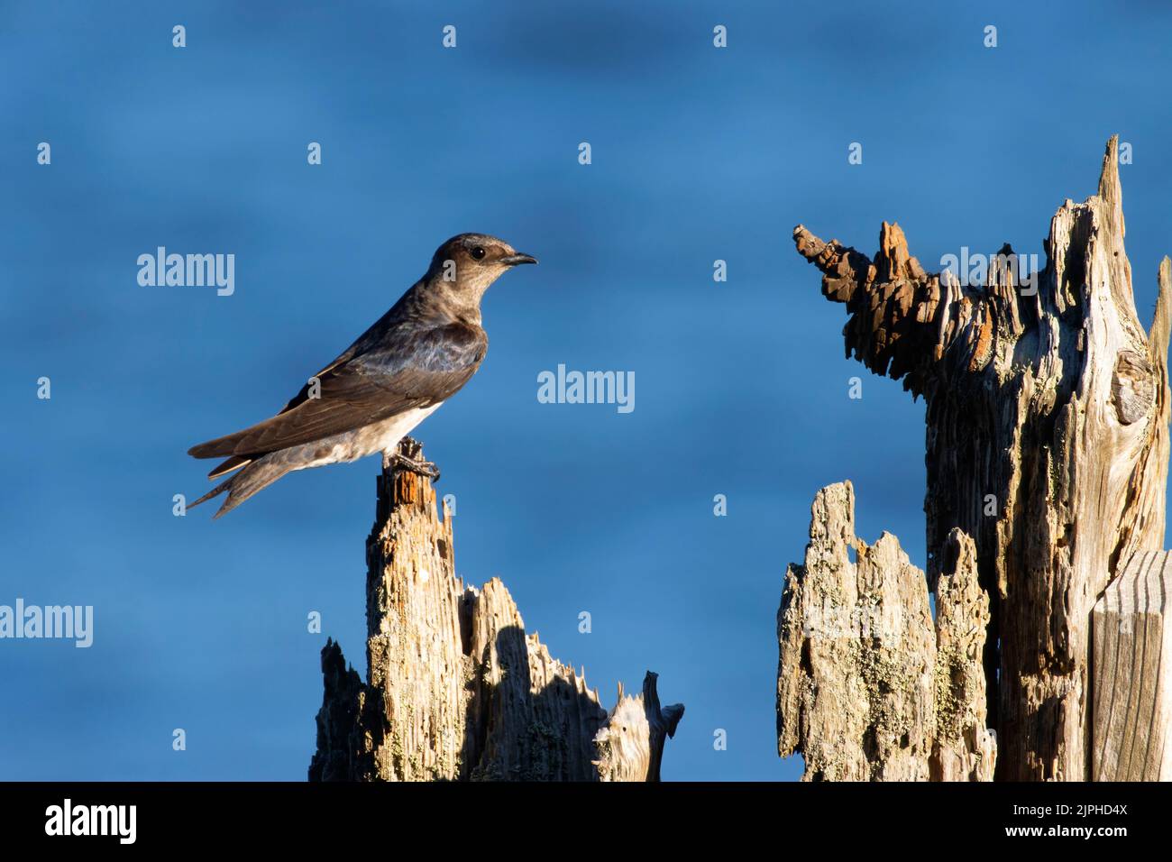 Purple Martin (Progne subis), Old Town Park, Florence, Oregon Stock ...