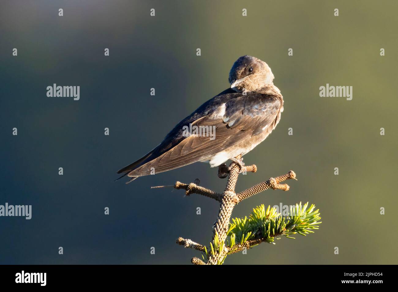 Purple Martin (Progne subis), Old Town Park, Florence, Oregon Stock ...