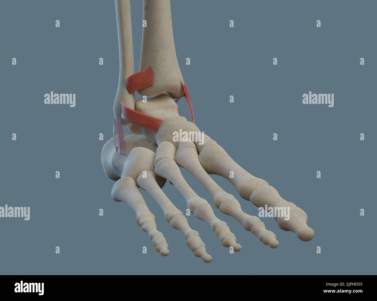Human ankle joint anatomy, including ligaments and bones Stock Photo ...