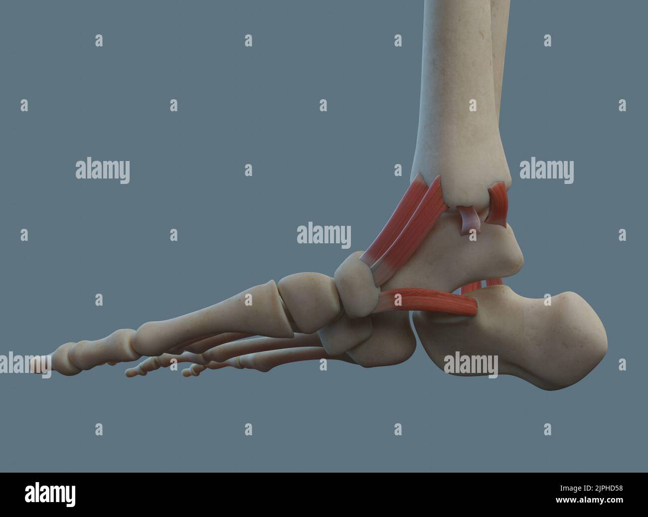 Human ankle joint anatomy, including ligaments and bones. Medial view ...