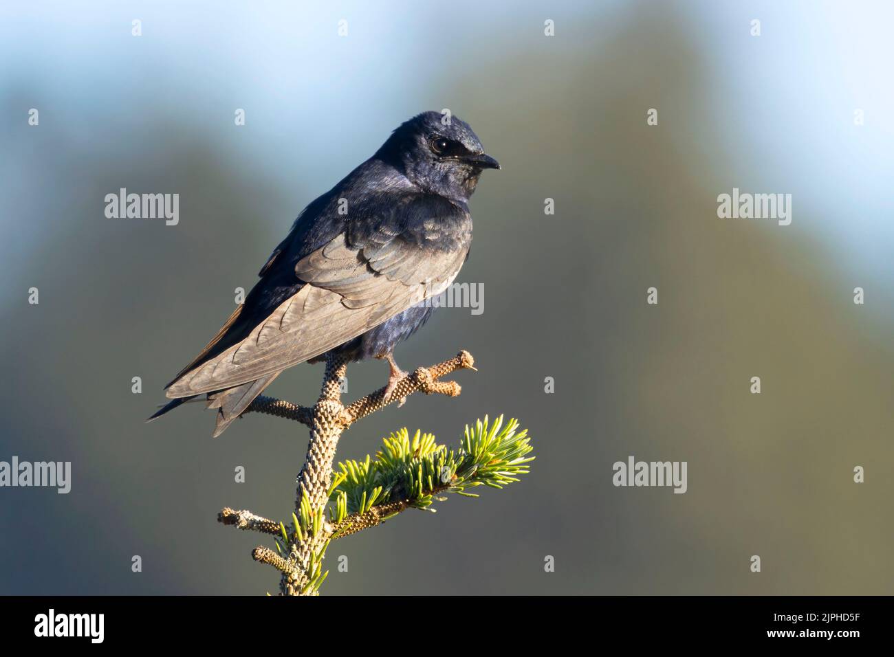 Purple Martin (Progne subis), Old Town Park, Florence, Oregon Stock ...