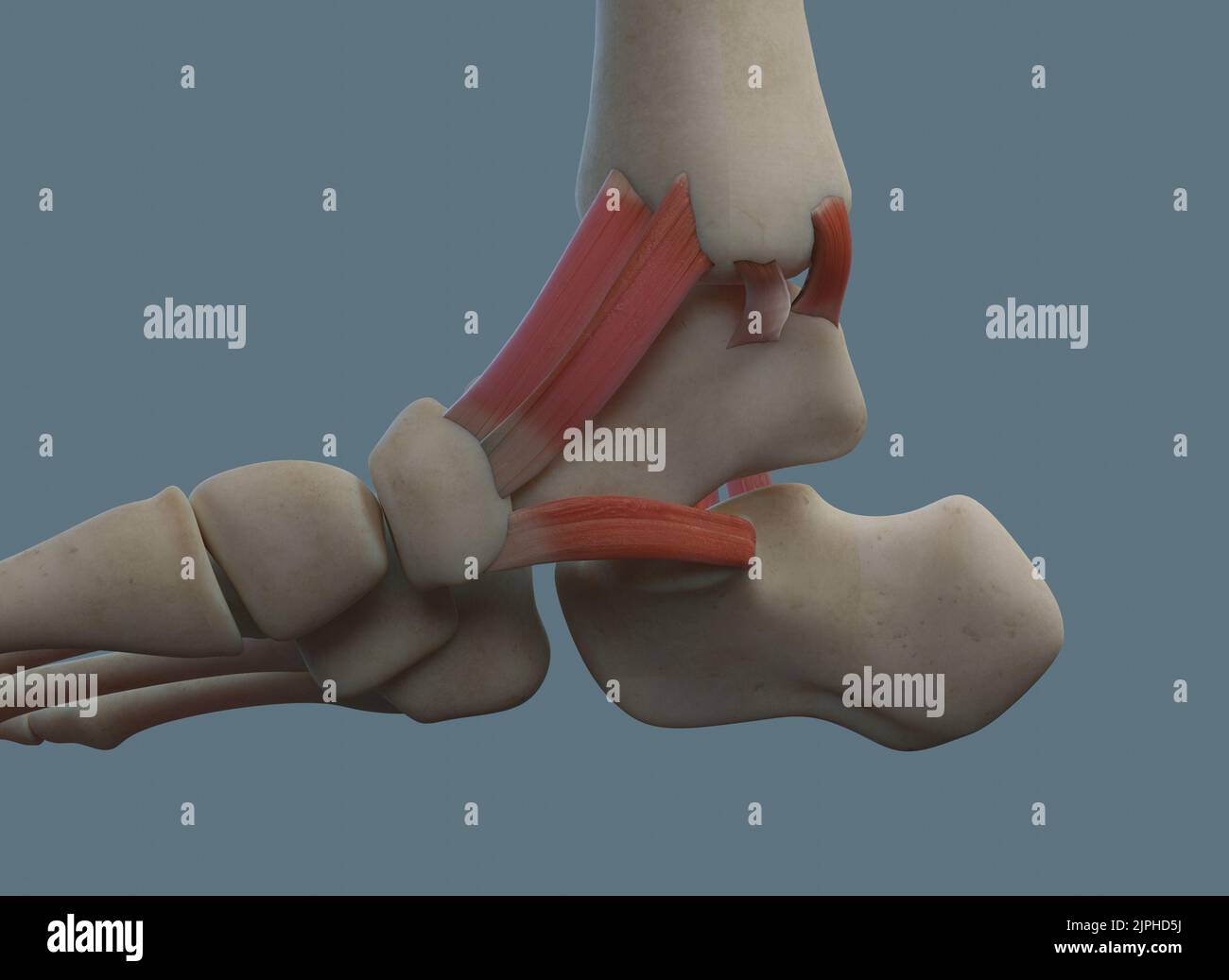 Human ankle joint anatomy, including ligaments and bones. Medial view ...