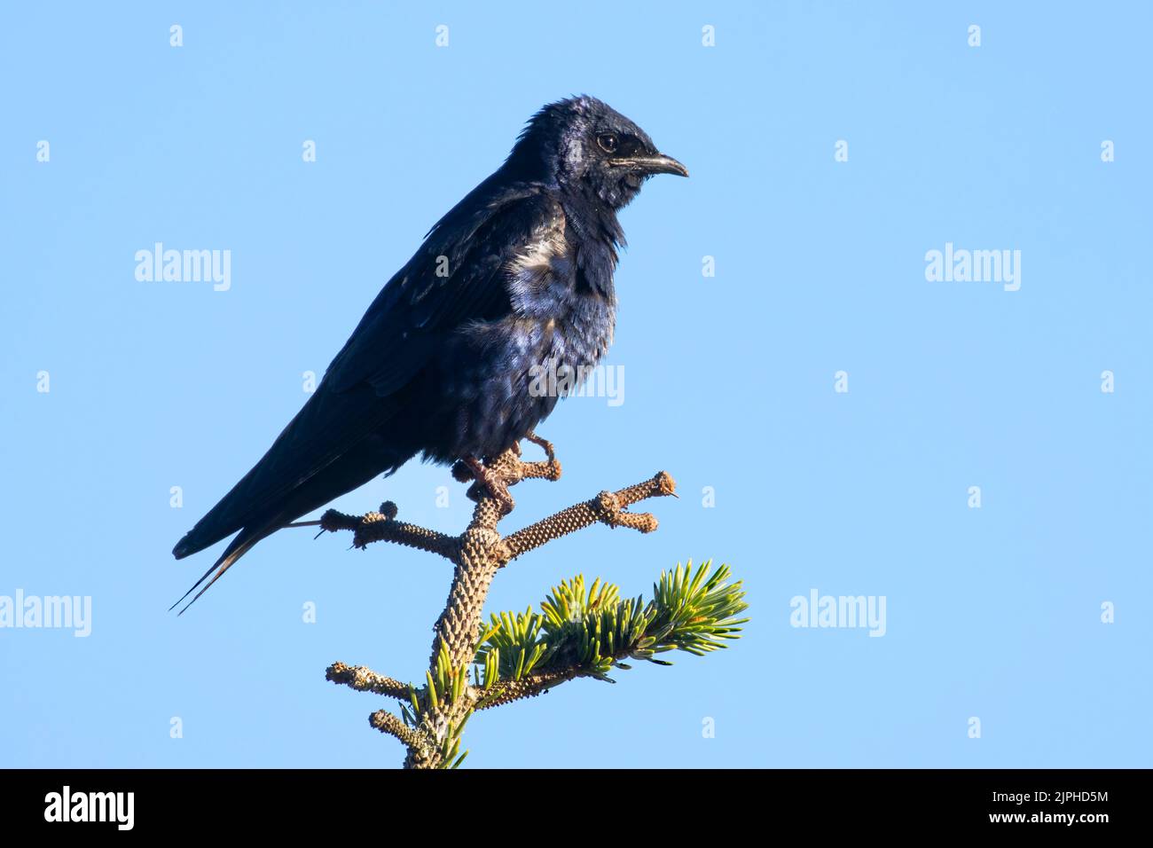 Purple Martin (Progne subis), Old Town Park, Florence, Oregon Stock ...
