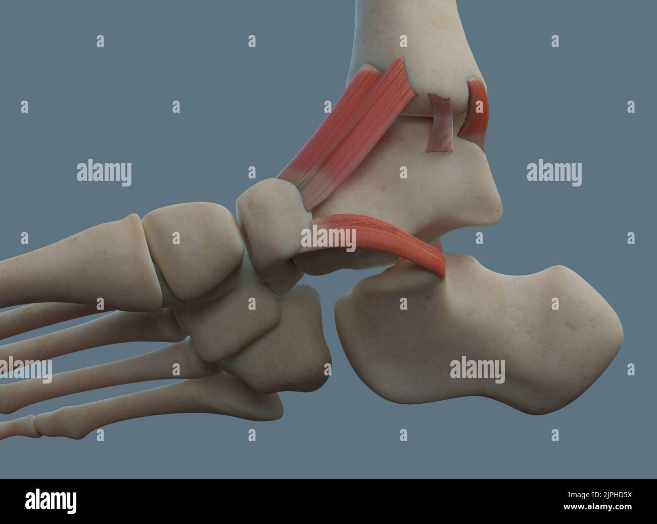 Human ankle joint anatomy, including ligaments and bones. Medial view ...