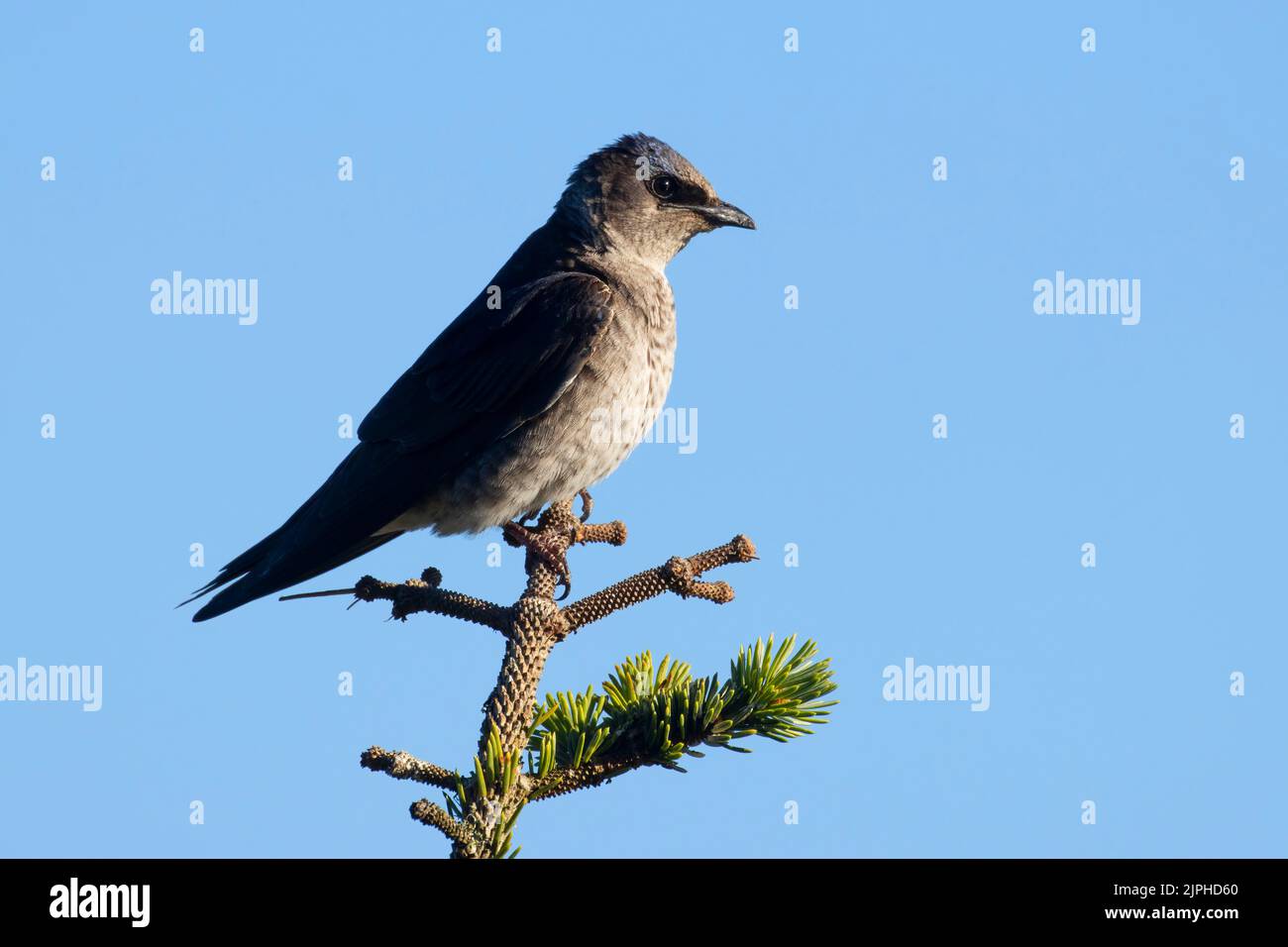 Purple Martin (Progne subis), Old Town Park, Florence, Oregon Stock ...