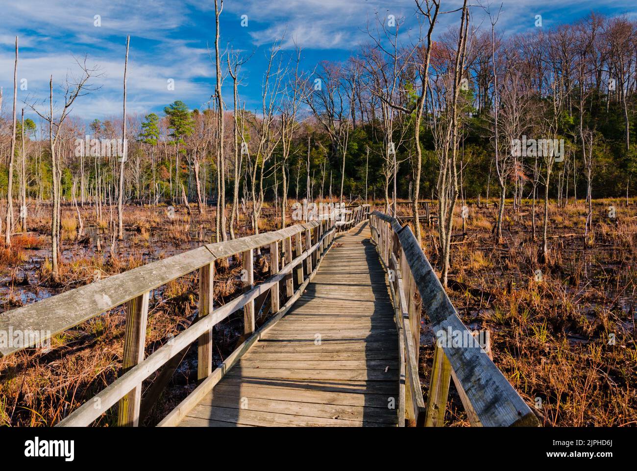Bridge Leading the Marsh, Calvert Cliffs State Park, Maryland, USA ...