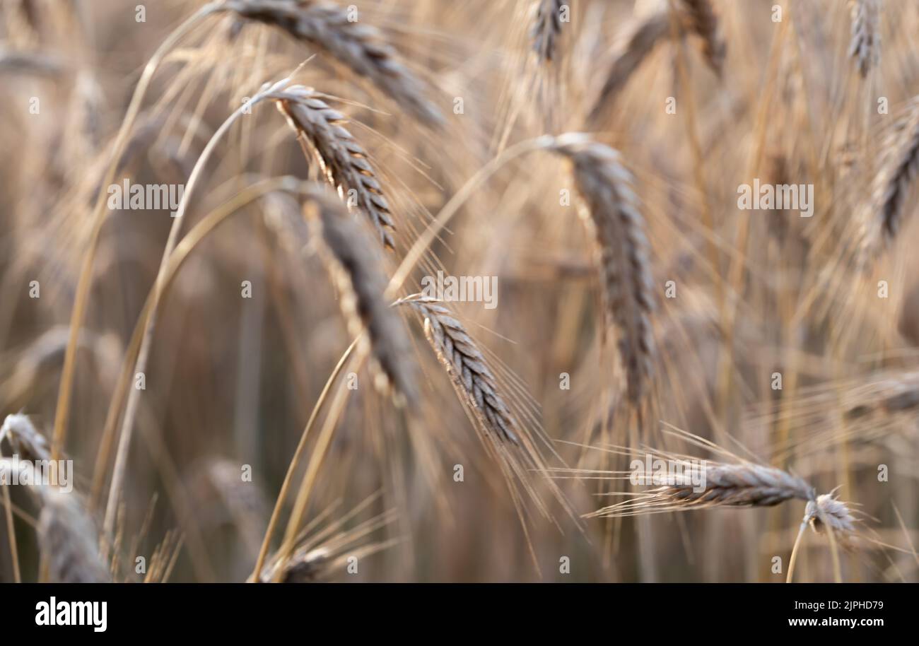 Grain ears just before harvest. Ripe rye in the field ready for the ...
