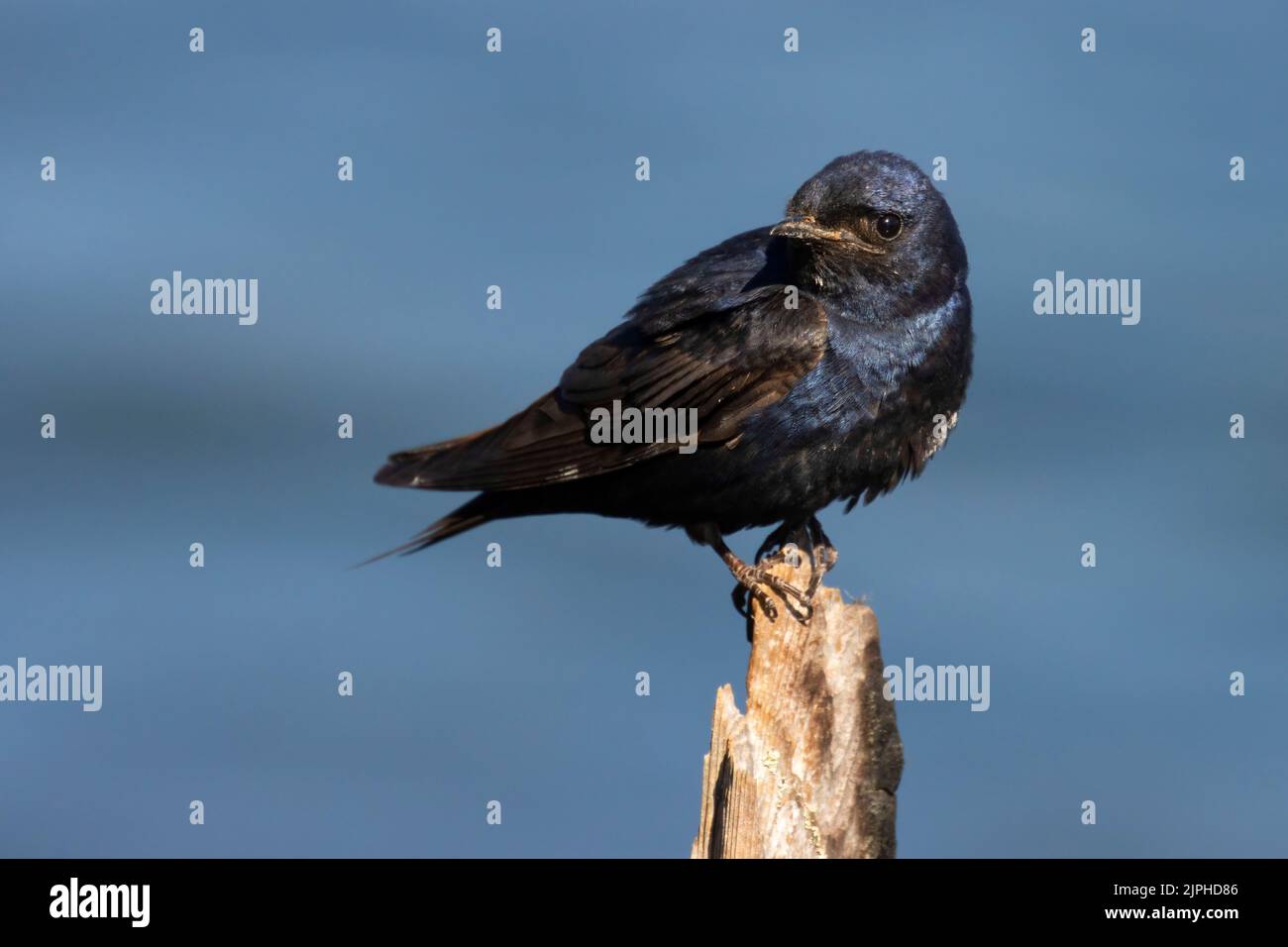 Purple Martin (Progne subis), Old Town Park, Florence, Oregon Stock ...
