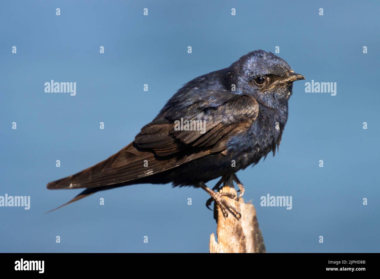 Purple Martin (Progne subis), Old Town Park, Florence, Oregon Stock ...