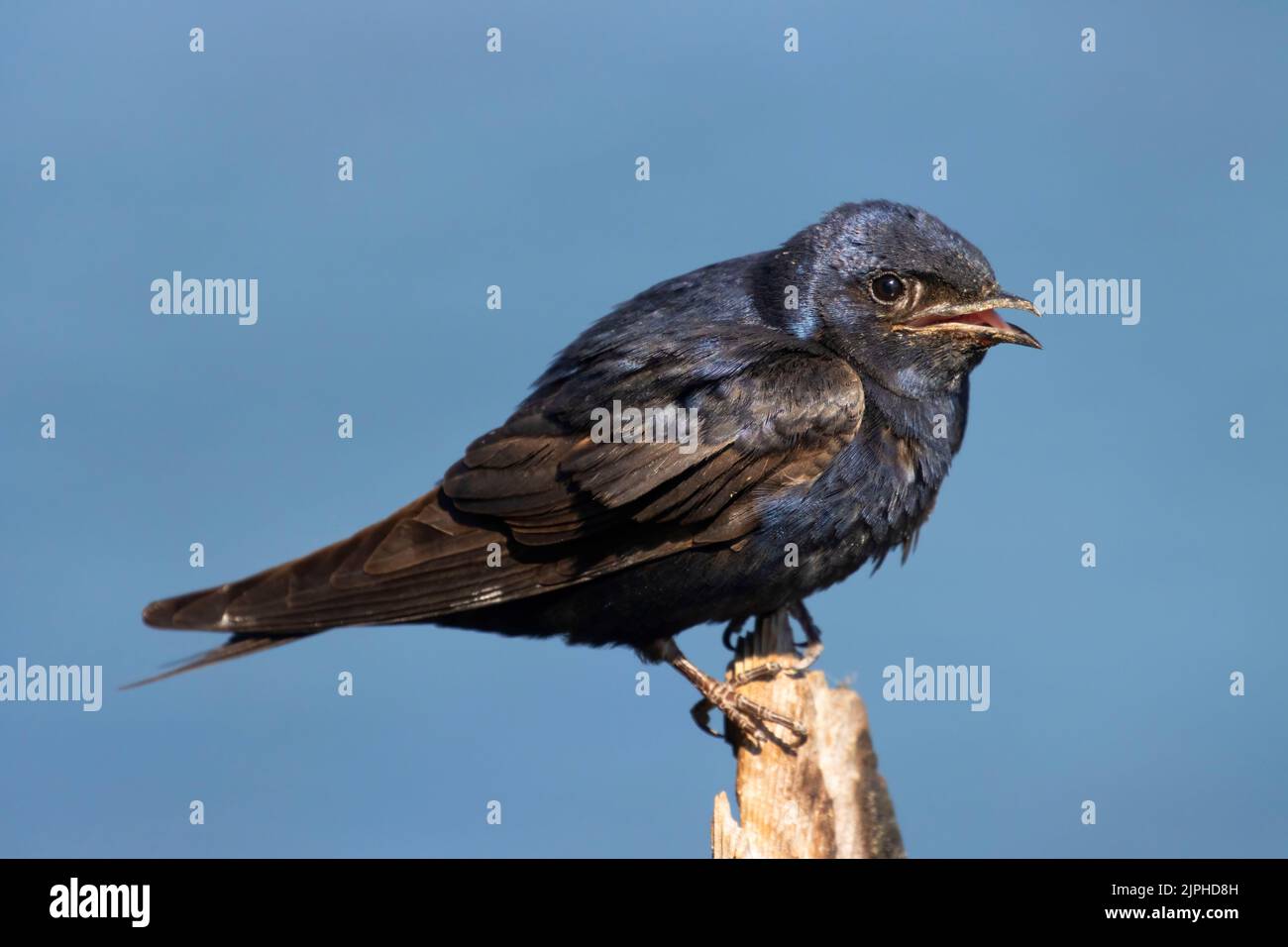 Purple Martin (Progne subis), Old Town Park, Florence, Oregon Stock ...