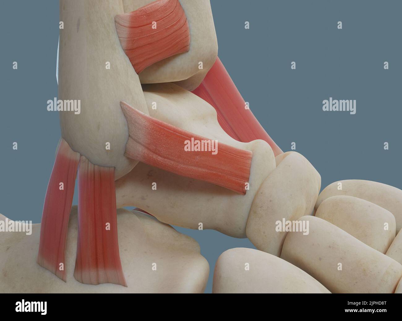 Human ankle joint anatomy, including ligaments and bones. Lateral view ...
